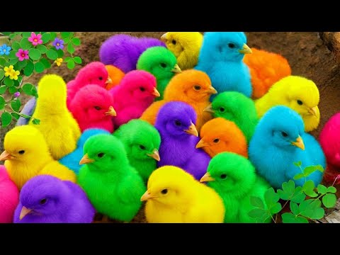 Tangkap Ayam Lucu, Ayam Warna Warni, Ayam Rainbow Gokil, Kelinci, Kucing Lucu, Bebek, Hewan Lucu