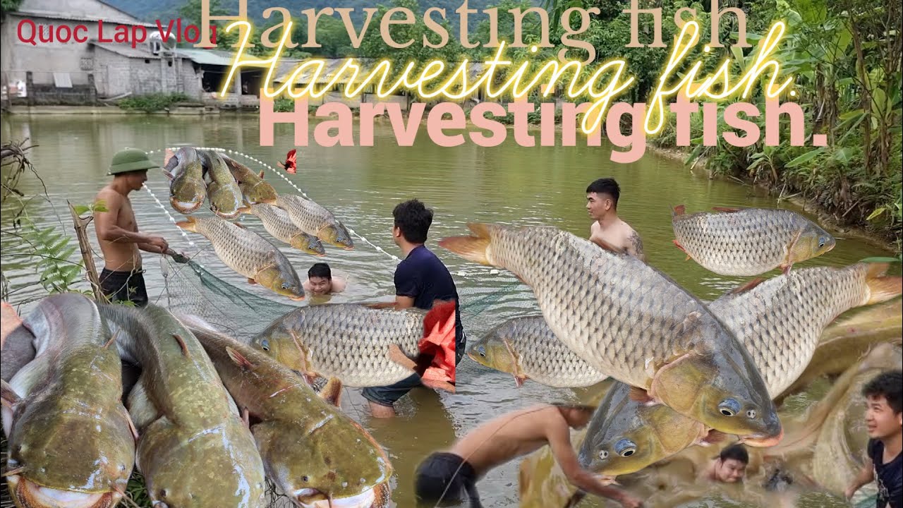 How to harvest fish. How to harvest fish to survive and store food.# ...