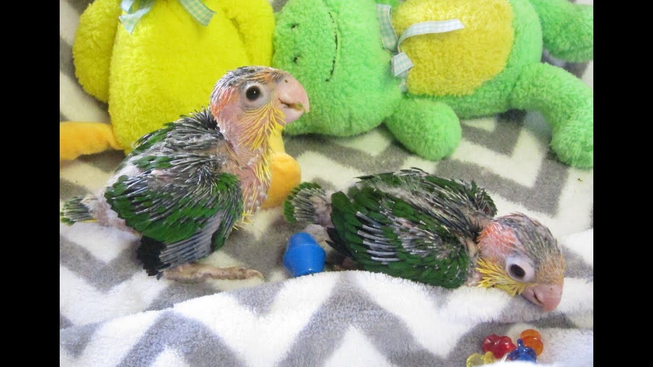 7 week old Baby Lime Thighed Caiques -- Rainbow Parrots Aviary - YouTube