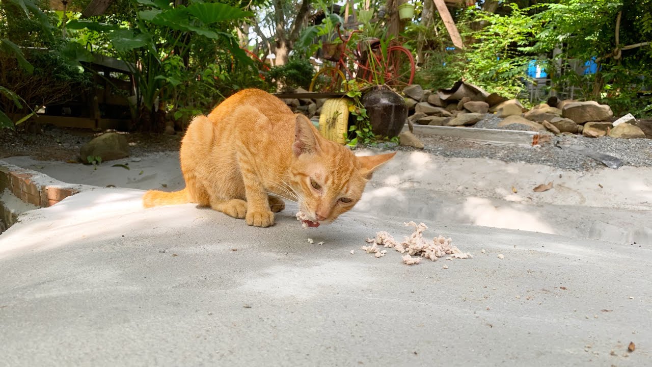 Enjoying a cute cat will make you happy all day long - YouTube