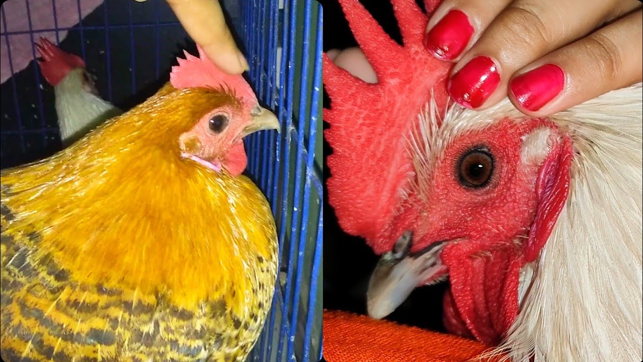 I Just Love To Touch My Chickens 😘 Touching Chicken Is So Satisfying ...