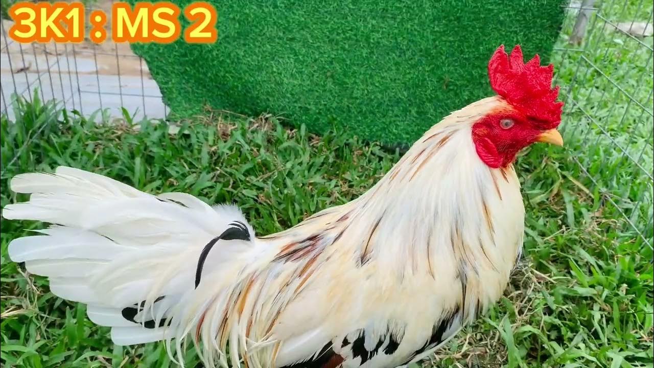 #top 4 super VIP ae quan tâm lh #traigaduyenti #traigahungcantho #traigasoctrang - YouTube