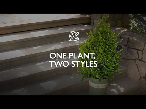 How To Care For A Monrovia Plant In Container