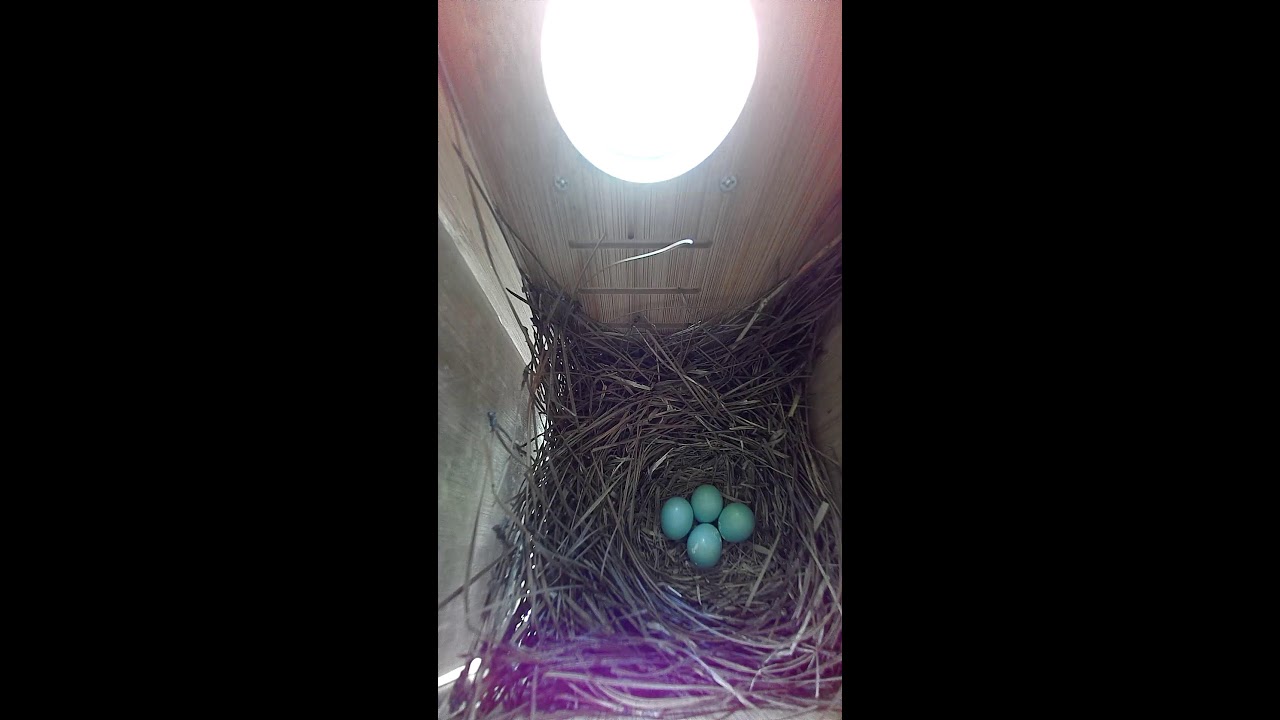 Bluebird Hatch watch March 31 part 2 - YouTube