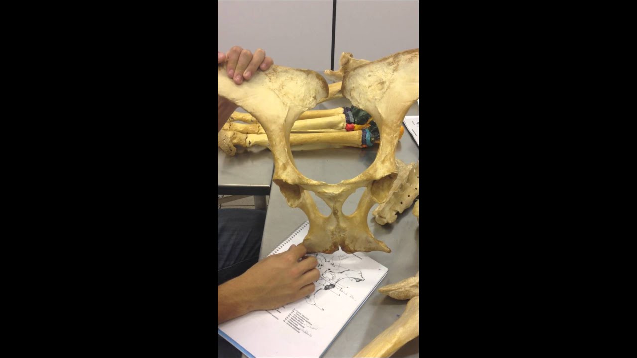 Osso Coxal - Anatomia I - YouTube