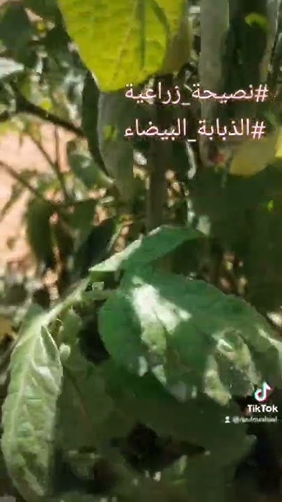 نصيحةزراعية مهندسزراعي استشارات زراعية الذبابةالبيضاء Whitefly Youtube
