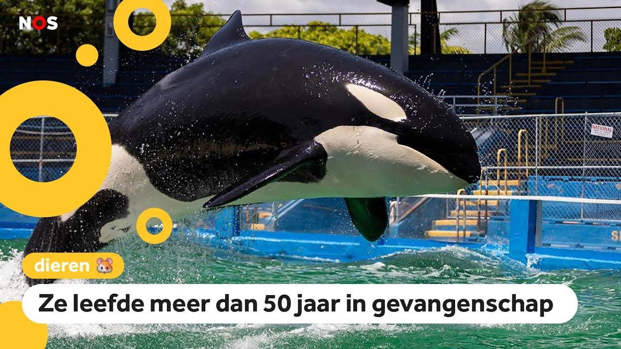 Beroemde orka sterft vlak voor vrijlating - YouTube