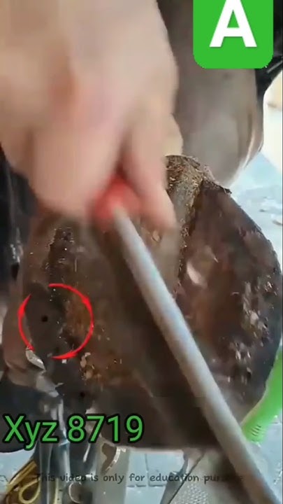 घोड़े के पैर में इतना खतरनाक चीज हो सकती है#viralshort #like and subscribe #viralshortvideo # ...