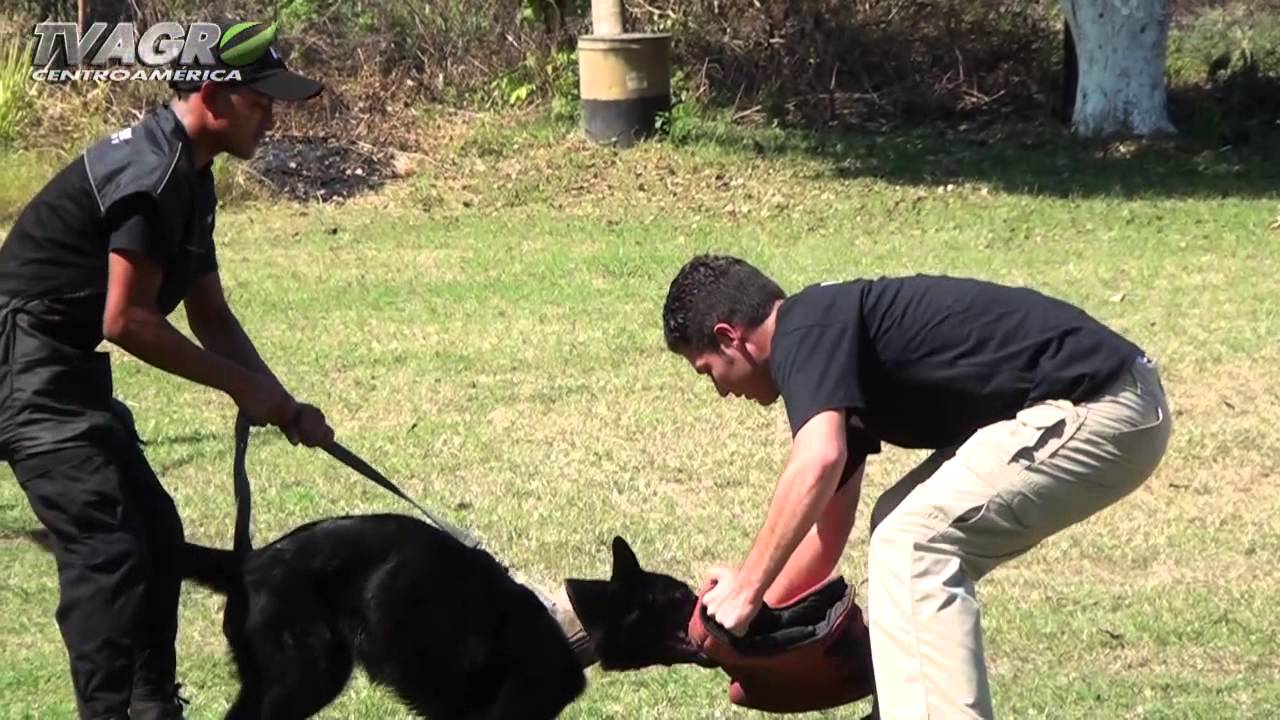 Perros de Protección y Seguridad - YouTube