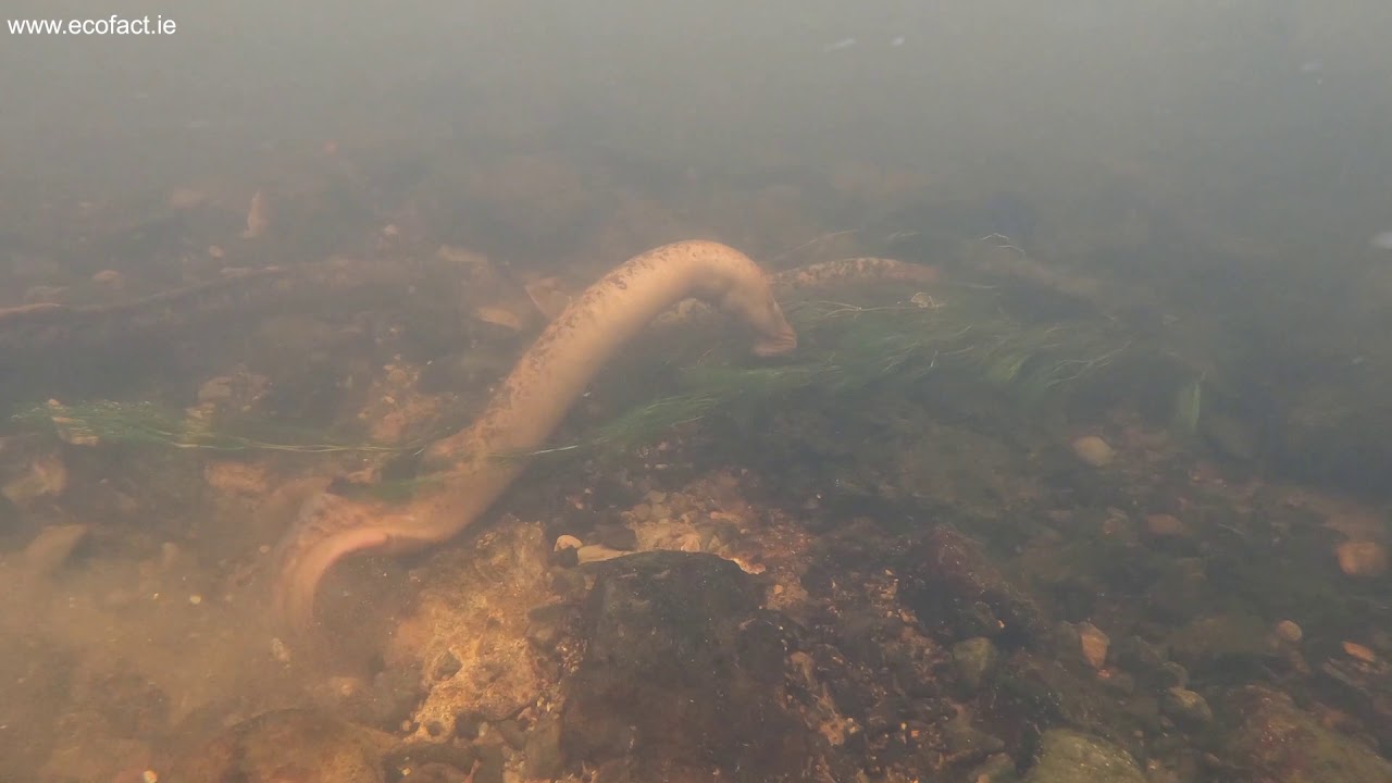 Sea Lampreys nest-building and spawning - YouTube