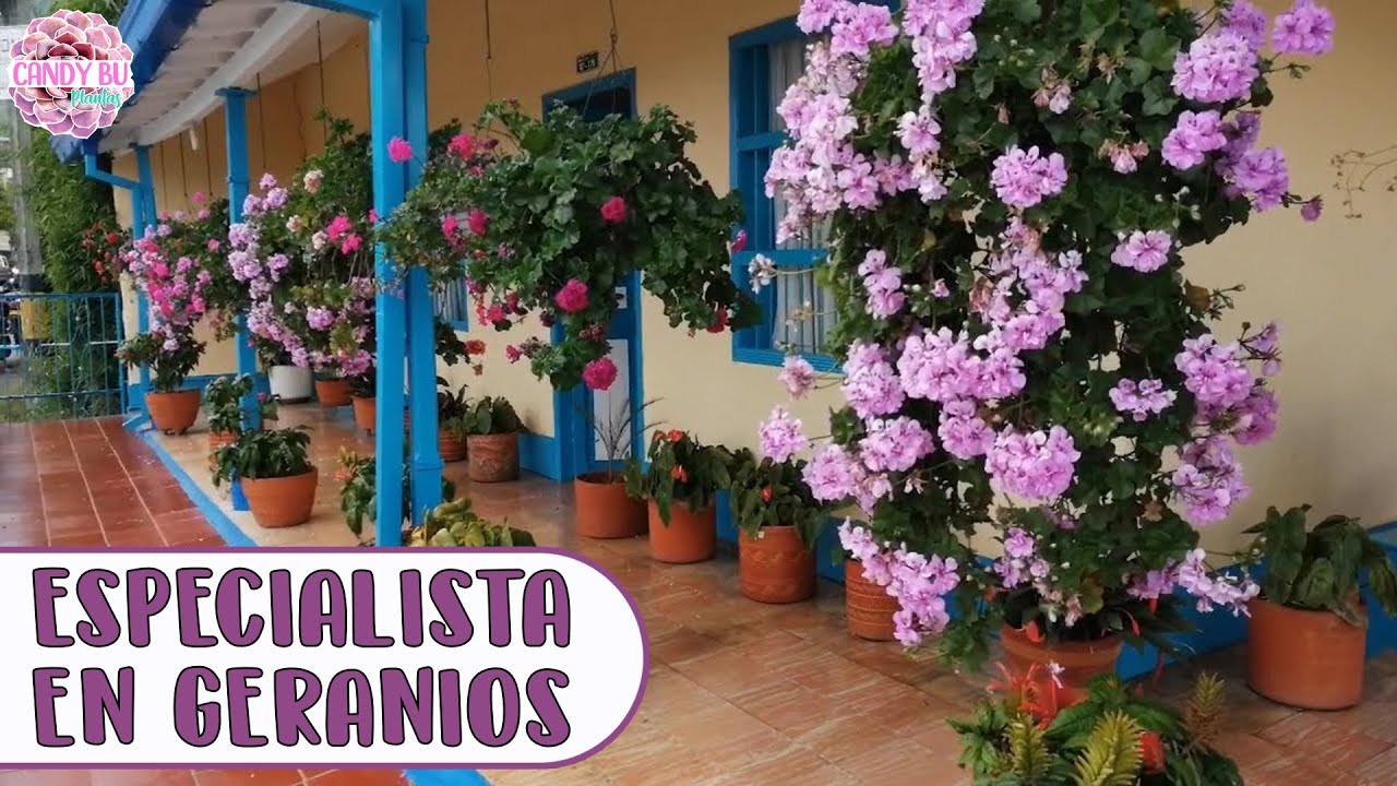 Tour por el jardín de mi vecino José│Candy Bu - YouTube