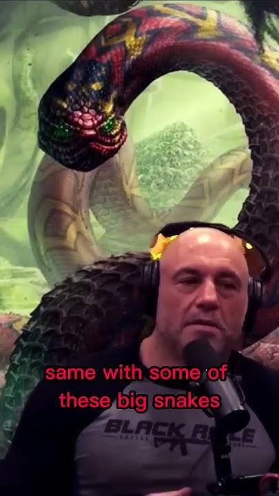 Python & anacondas- Possibility of a giant snake in amazon- joe rogan ...