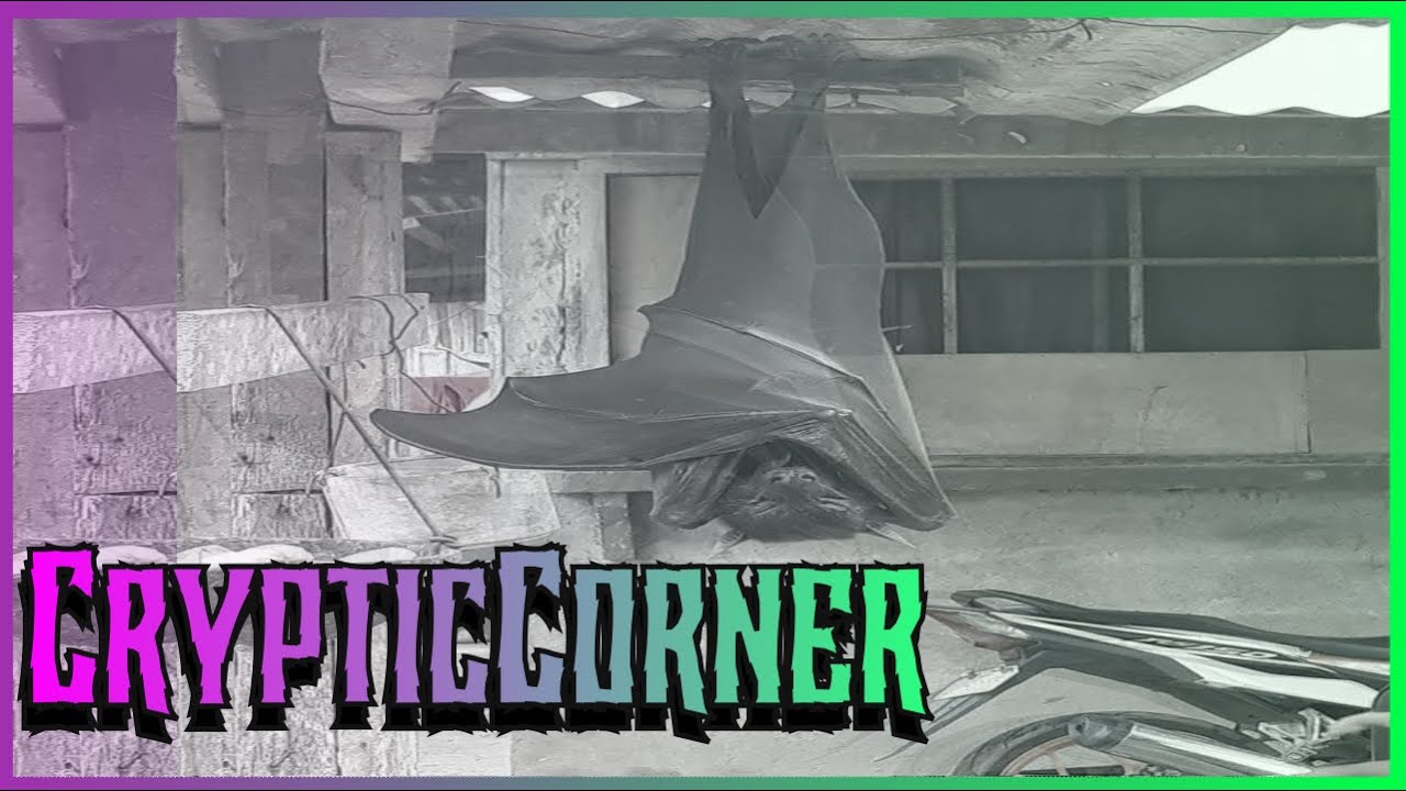 What are these GIANT Bats? || Ep 167 - CrypticCorner - YouTube