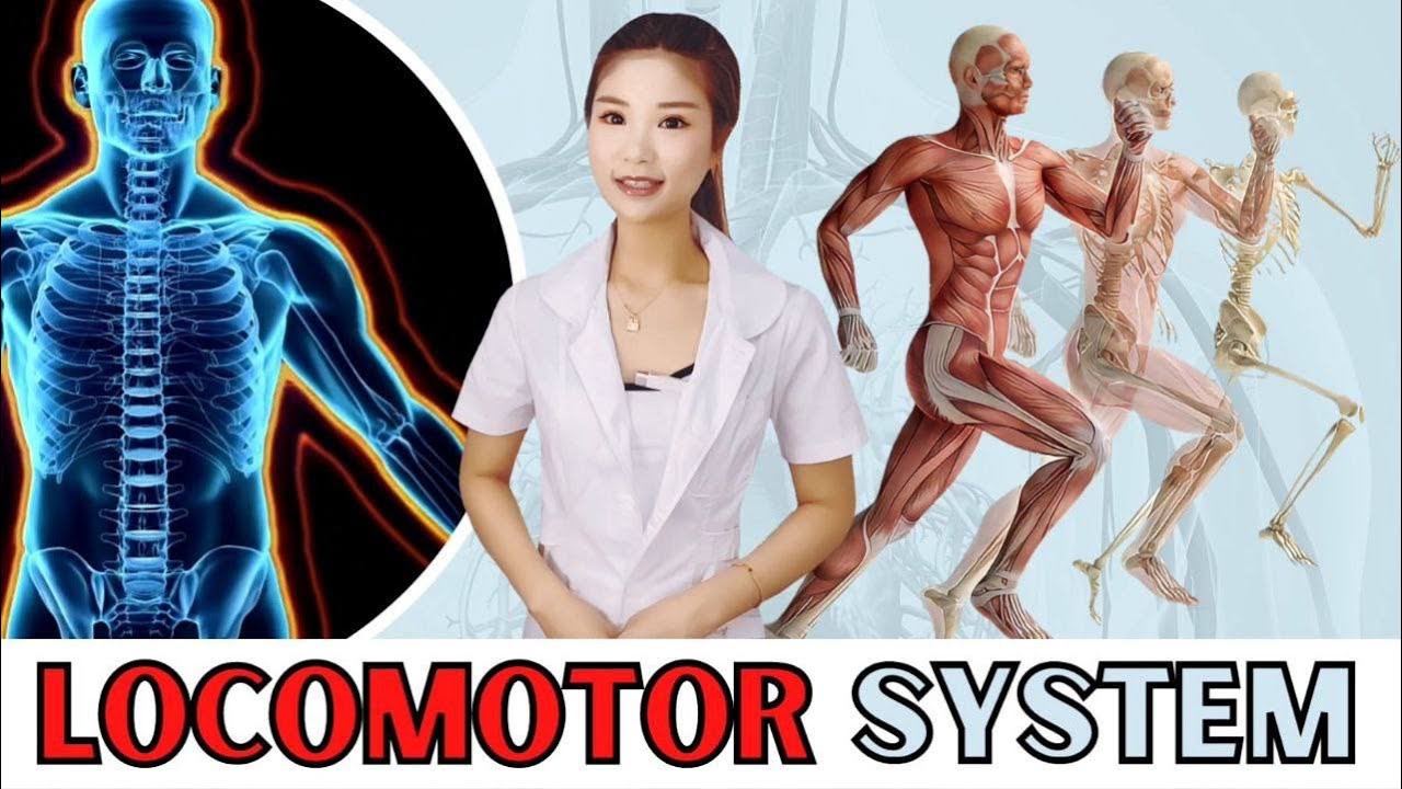 Watch and Learn about Locomotor System in Chinese / Pre-Clinical ...