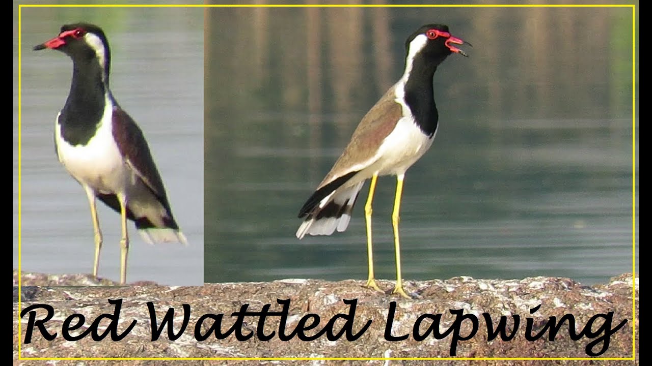 Red wattled Lapwing sounds || Beautiful Bird Sightings || Nature Videos ...