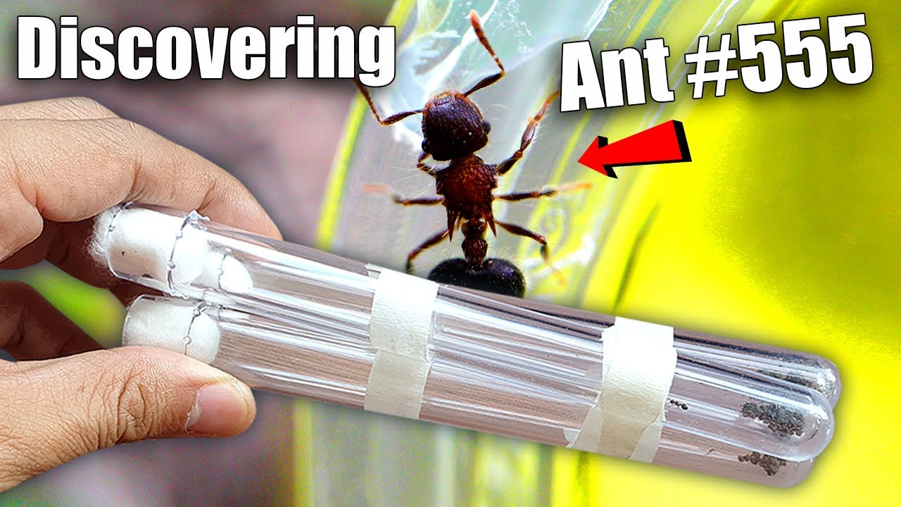 How We Accidentally Discovered ANT # 555 and Made History - YouTube