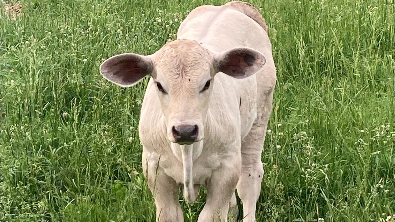 Cattle in the evening! #babycalf #farmlife #beef #brahman #cows - YouTube