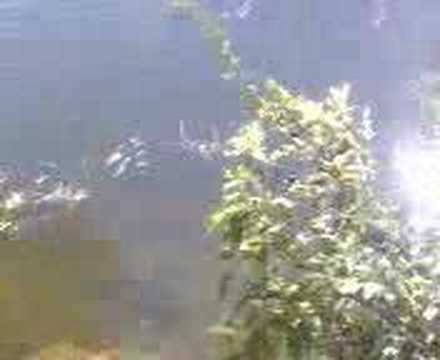 dead cow at colo rope swing - YouTube