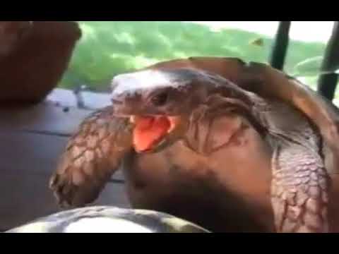 Tortuga gimiendo vídeo original - YouTube