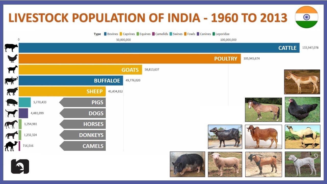 Livestock Population of India - 1960 to 2013 🇮🇳 - YouTube