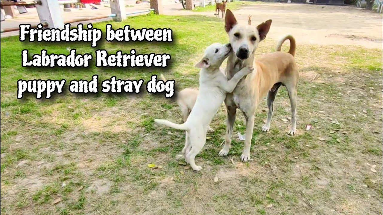 Friendship between Labrador Retriever puppy and stray dog #puppy # ...