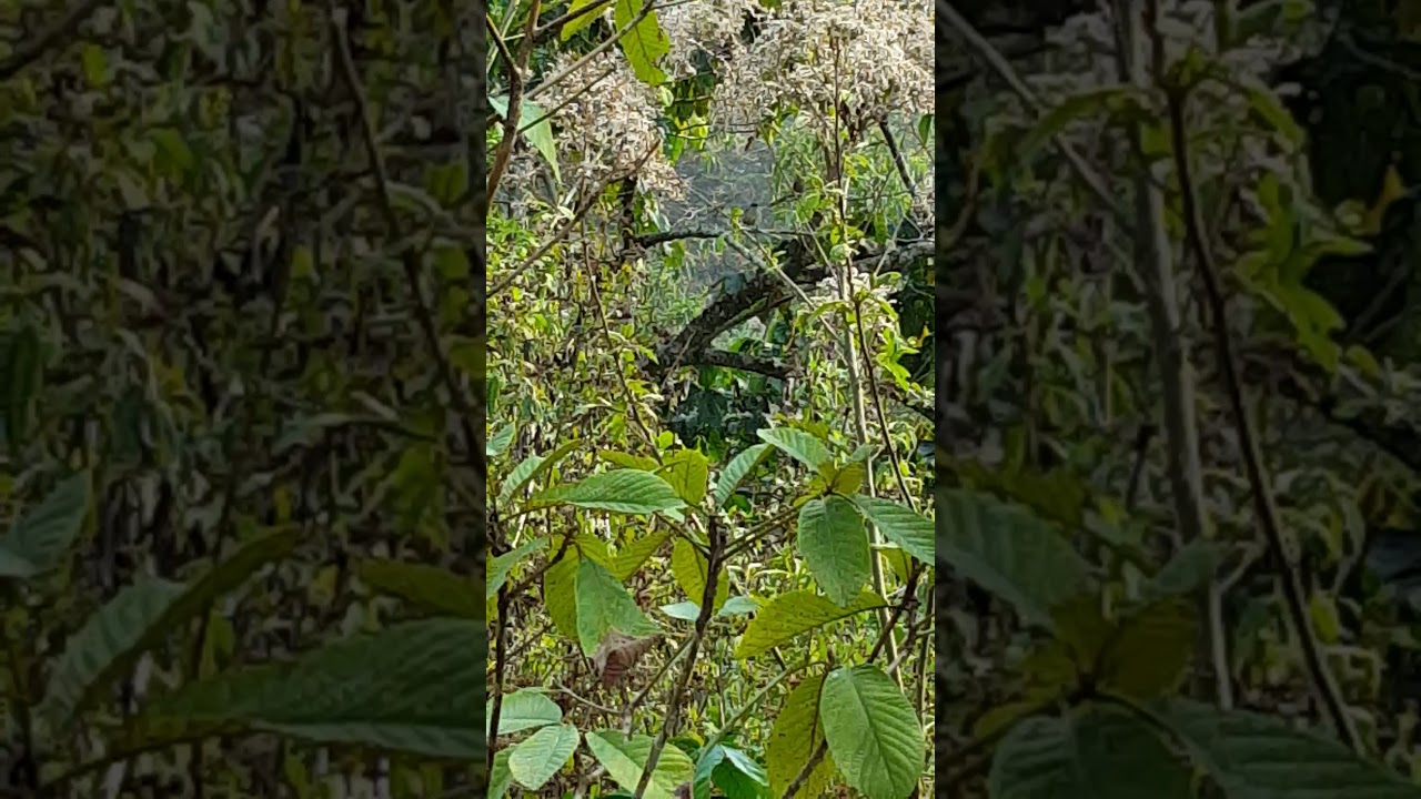 Ceibita Atima, Santa Barbara, Honduras(2) - YouTube