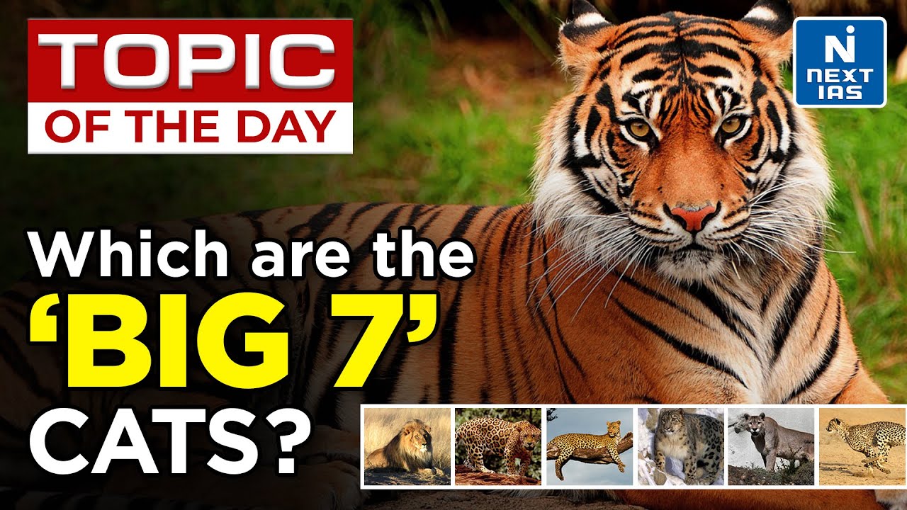 International Big Cats Alliance (IBCA) | UPSC | NEXT IAS - YouTube