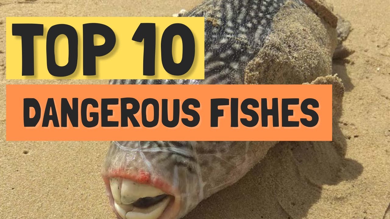 Top 10 Dangerous Fish - YouTube