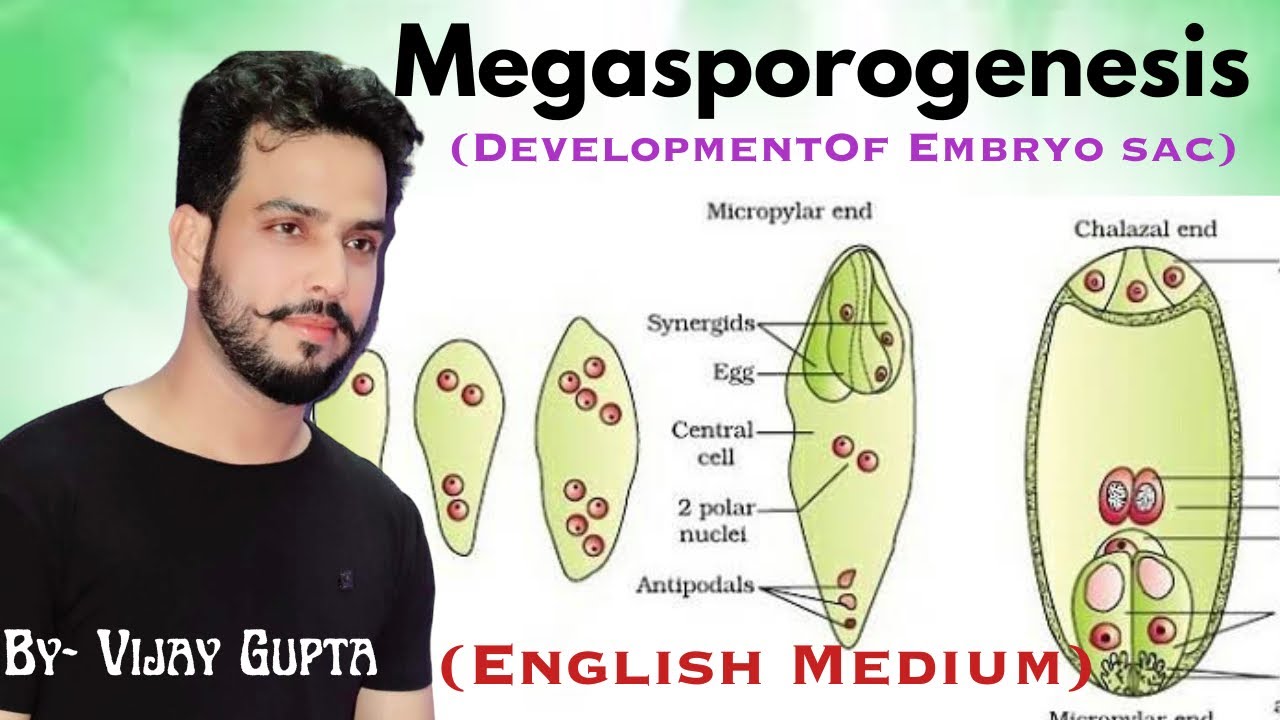 Megasporogenesis(Development of Embryo Sac)Class-12/Ch-2/Sexual ...