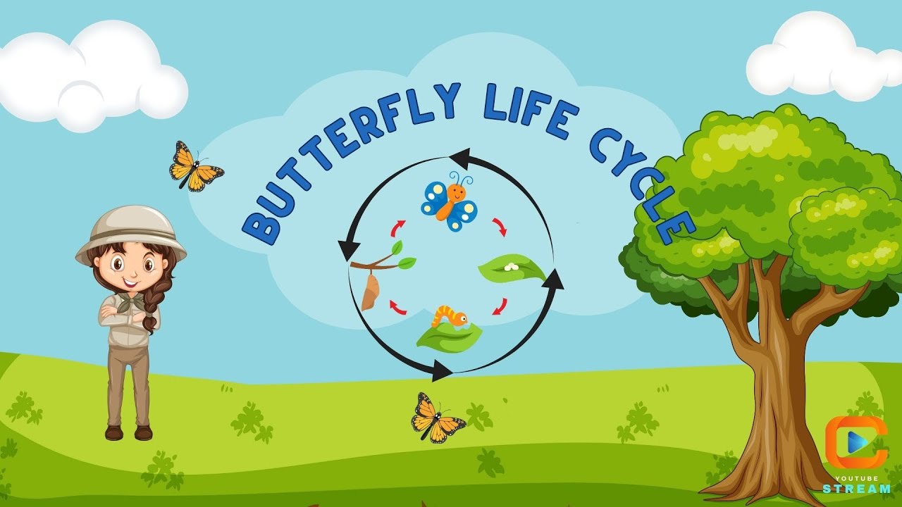 Butterfly Life Cycle Cartoon - YouTube