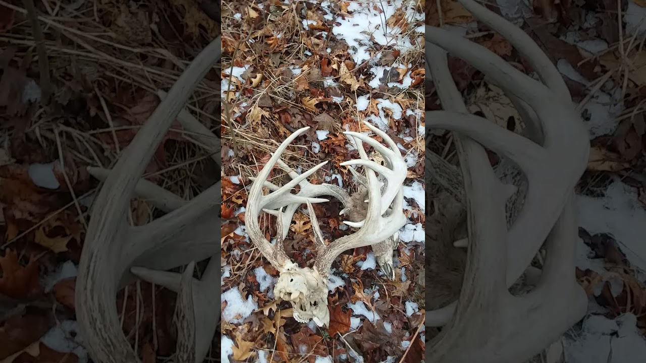 Deer found locked together - YouTube