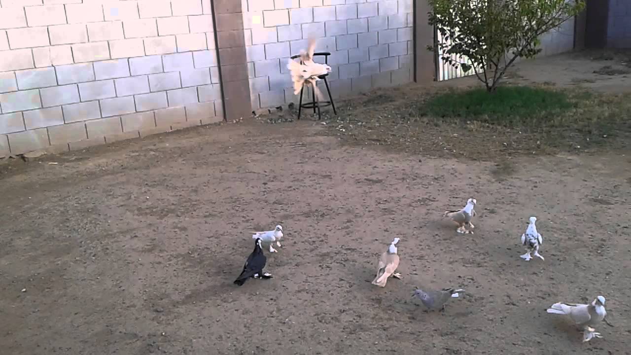Iraqi pigeons raad - YouTube