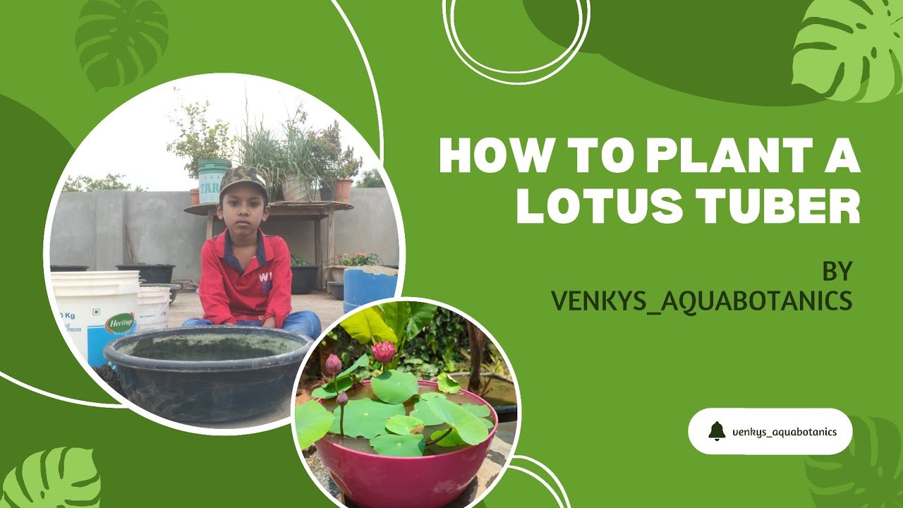 How to plant a lotus tuber, can also been grown in tubs for terrace ...