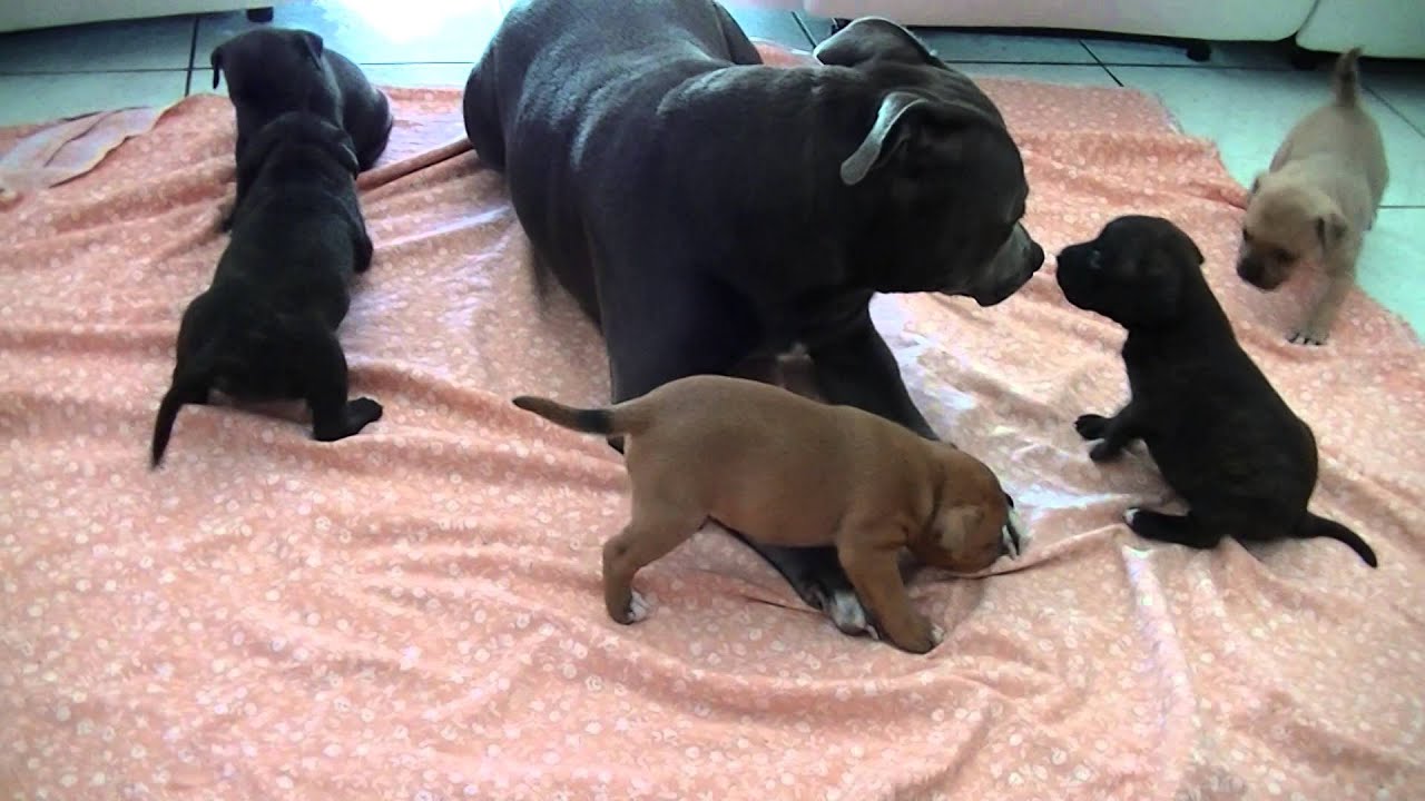 BB Staffies le 05 10 2014 - YouTube