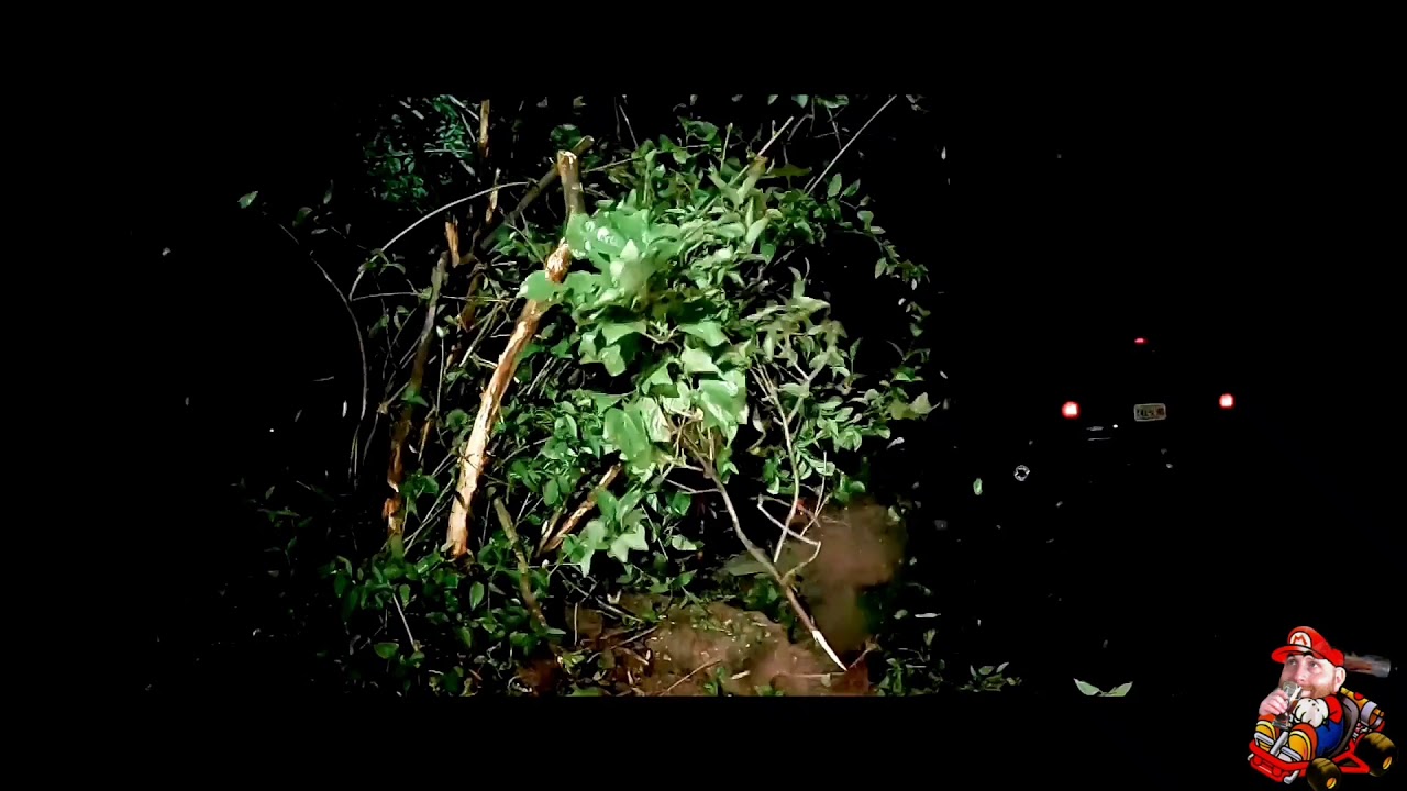 Bush removal slow-motion - YouTube