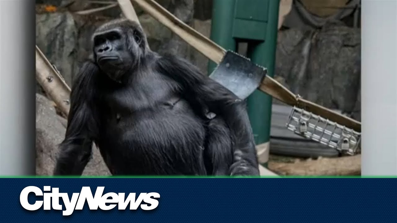 Calgary Zoo on baby gorilla watch - YouTube