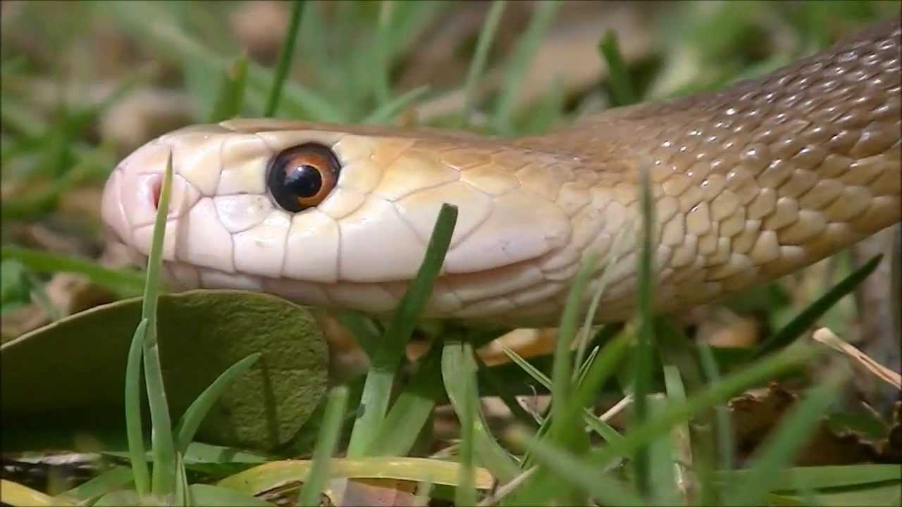 Taipan on Grass - YouTube