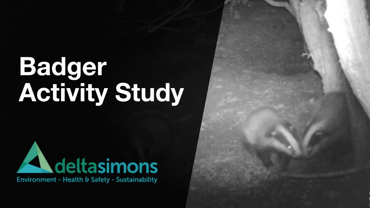 Badger activity study - YouTube