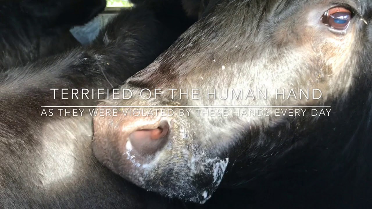 Pickstock Ltd Beef Processing Plant - YouTube