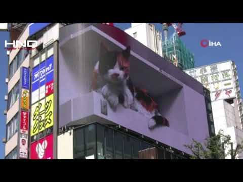 Japonya'da 3 boyutlu kedi dev ekrandan şehri selamladı