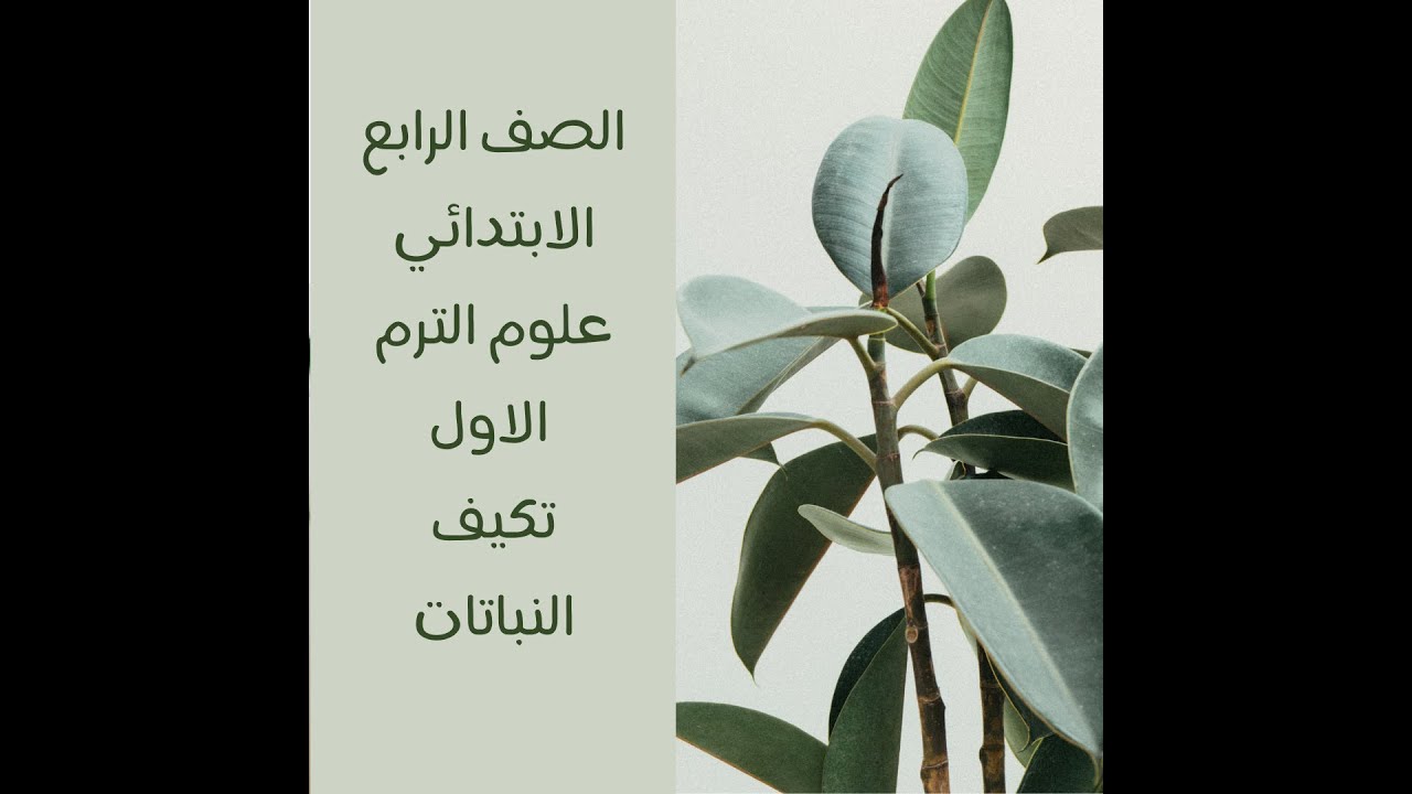 تكيف النباتات للصف الرابع الابتدائي المنهج الجديد الترم الاول2023 Youtube