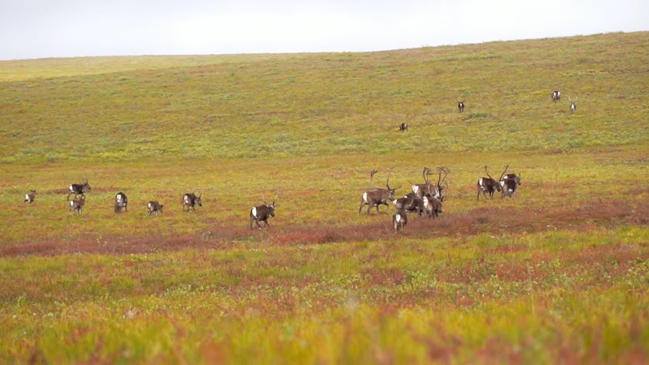 REINDEER HUNTING IN ALASKA!! - YouTube
