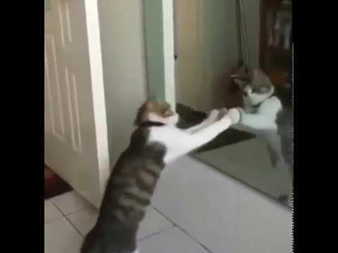 Rocky Balboa - The Cat Version - YouTube