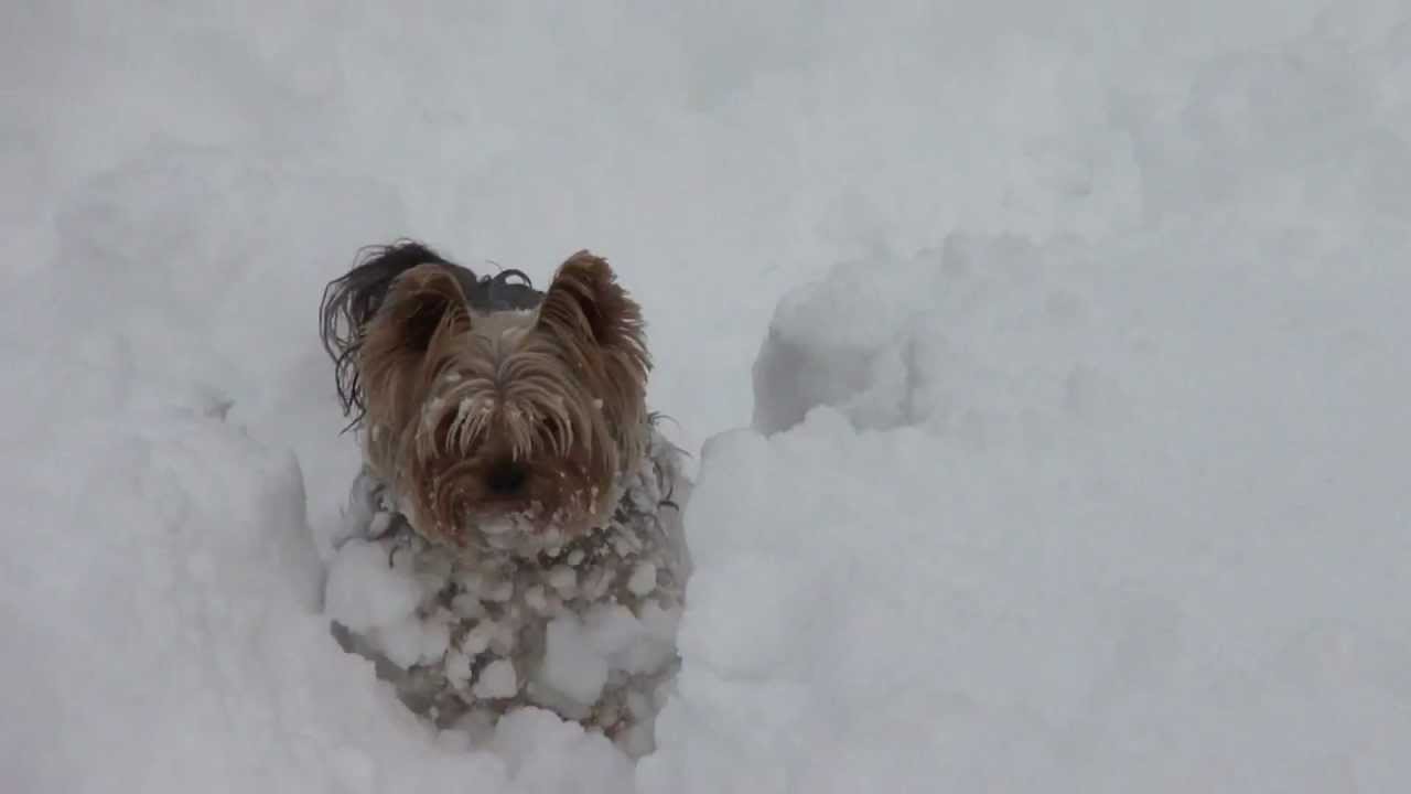 Yorkie In Snow