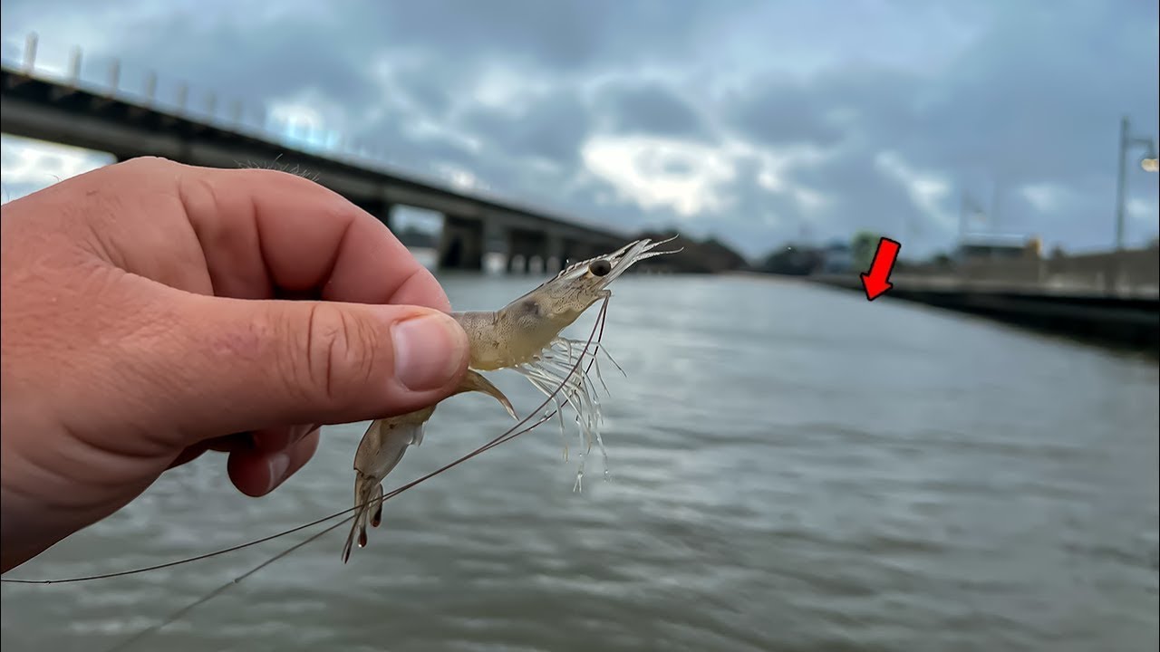 Using LIVE SHRIMP to Catch The BEST Tasting INSHORE Fish!! {CATCH AND ...