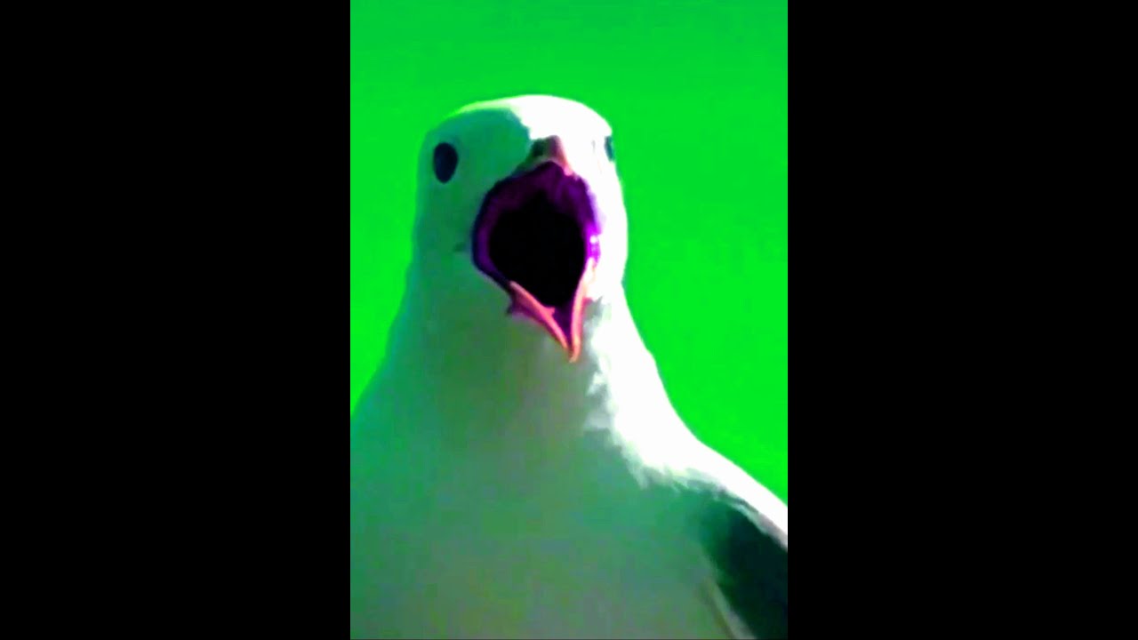 15 minutes of screaming seagull but extra loud - YouTube