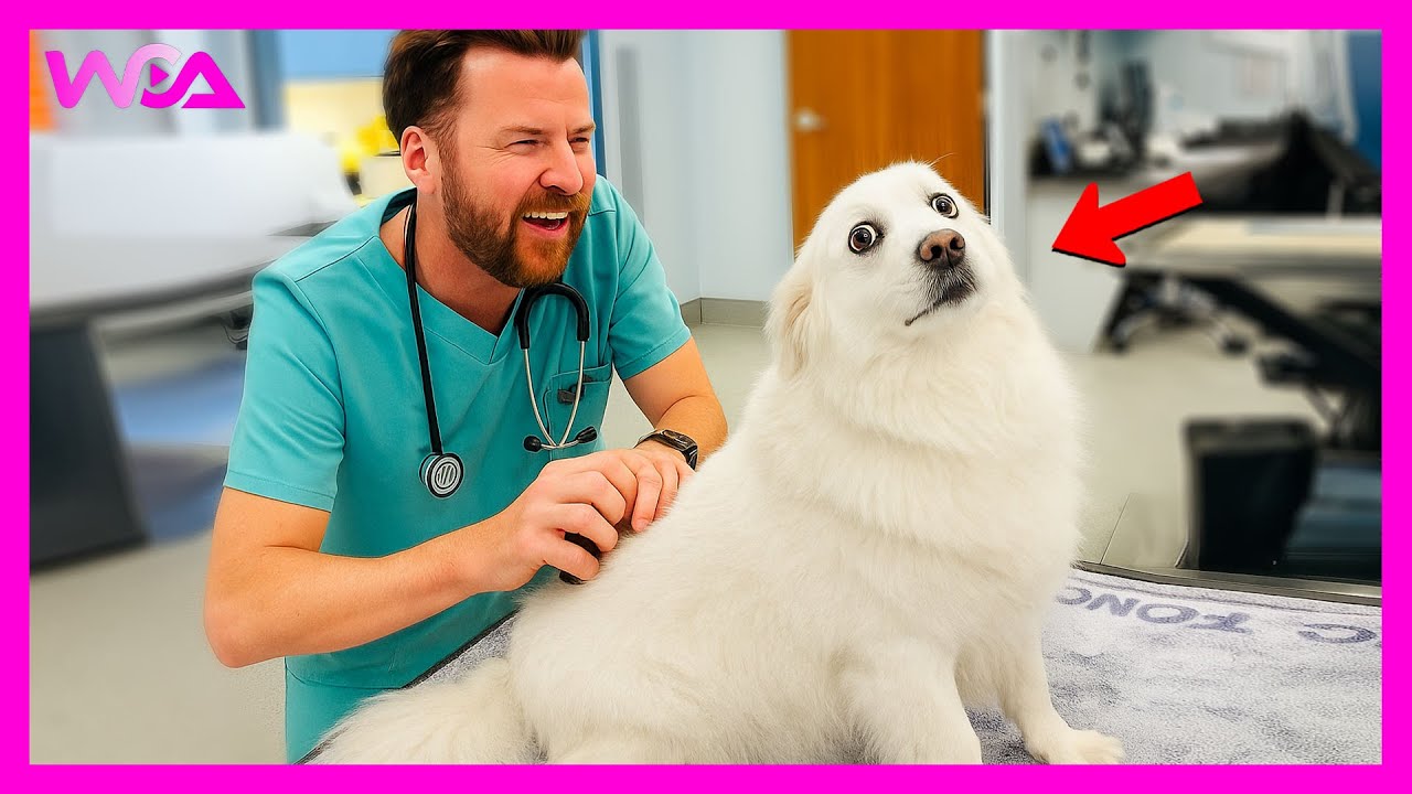 (FULL)🐶 When Your Dog Thinks The Vet is a Day Spa! | Funny Dogs and ...