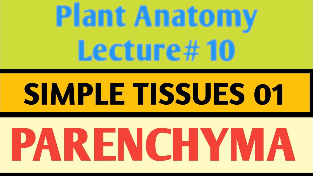 Plant Anatomy Lecture 10; Parenchyma Simple tissues for B.S - YouTube