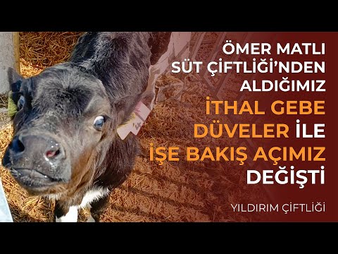 Ömer Matlı Süt Çiftliği'nden Aldığımız İthal Gebe Düveler İle İşe Bakış Açımız Değişti