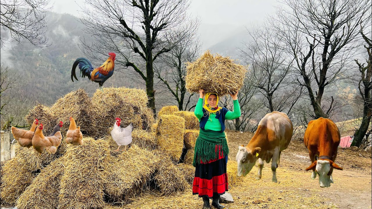 Rural Life: Starting Farming with a New Cow in Our Village Garden - YouTube